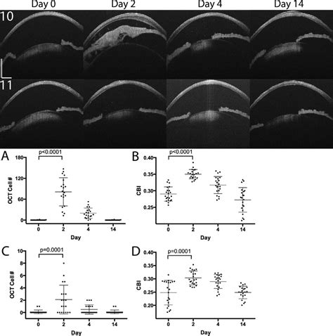 Longitudinal Oct Image Analysis Provides Quantification Of Inflammation
