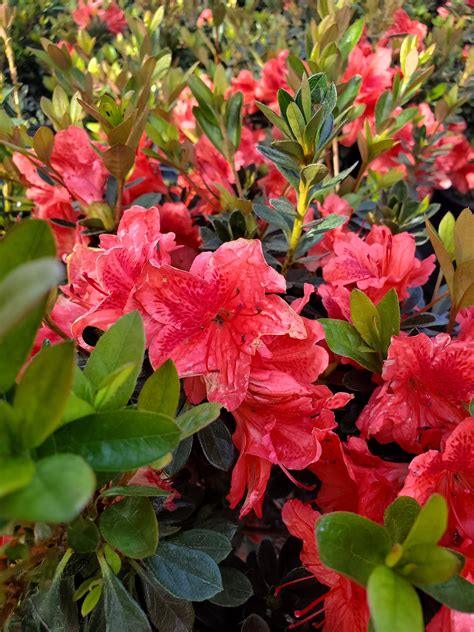 Azalea Native Jungle