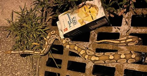 Terrifying 4ft Long Python Slithered Out Of Drain In The Stuff