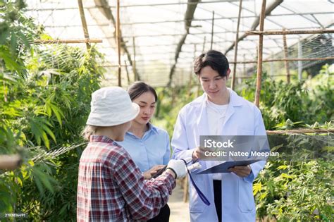 대마초 재배 기술에 관한 연구 온실 교육 내용 자연 환경 클로즈 관점 지속 가능성 개념 3 명에 대한 스톡 사진 및 기타 이미지 3 명 Optogenetics