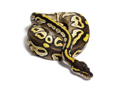 Pastel Avc Ball Python Python Regius Isolated On White Stock Image Image Of Royal Shot