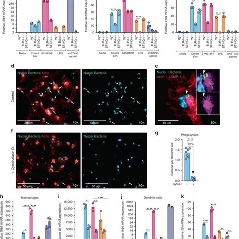 Phagocytosis And Sting Dependent Induction Of Type I Interferon By