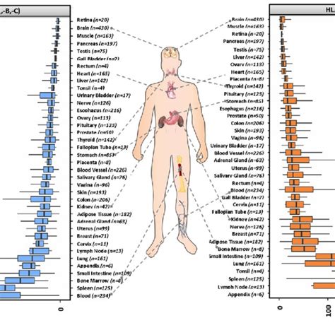 Hla Class I And Class Ii Expression Body Map Ngs Rna Seq Data From