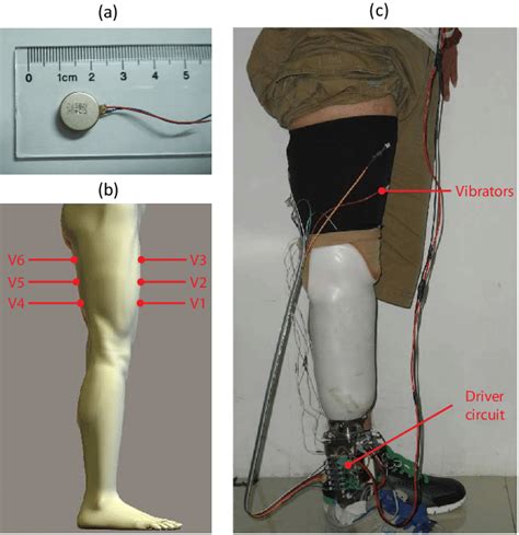 A Vibrator B Placement Of Vibrators V V On The Thigh C The Download Scientific
