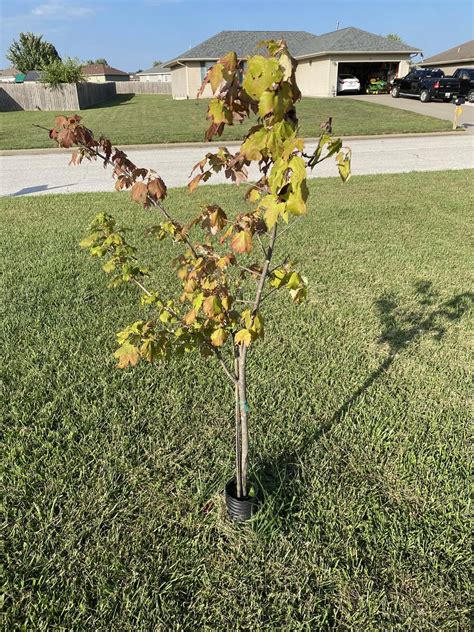 Maple Trouble Rarborists