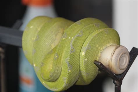 Uscbb Mixed Locale Cyclops Biak Green Tree Python By House Of The Serpent Morphmarket