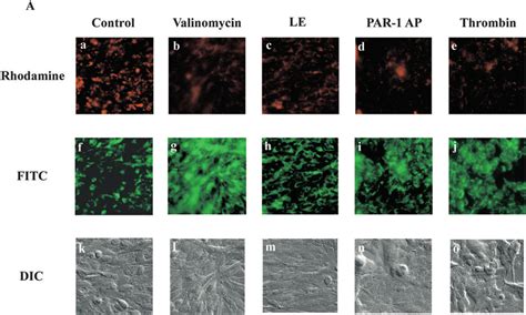 Leukocyte Elastase Le And Par 1 Agonists Reduce Mitochondrial