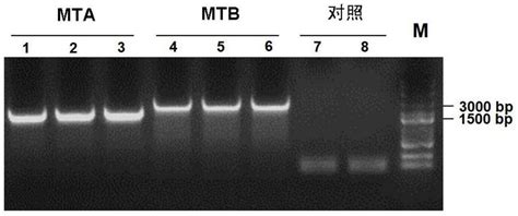 Application Of Strawberry Methyltransferase Mta And Mtb Genes In Strawberry Maturity Control