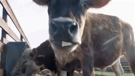 Cute Cow S