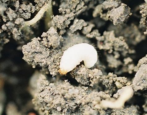 Prairie Pest Monitoring Network Blog Pea Leaf Weevil