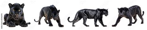 Black Panther Collection Png Different Poses Set Like Side View