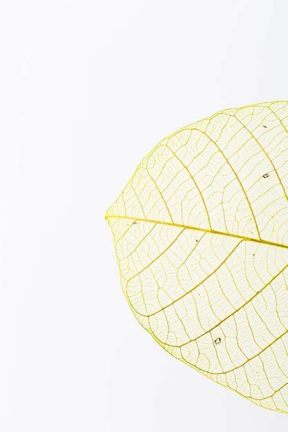 Leaf Overlap Images Free Download On Freepik