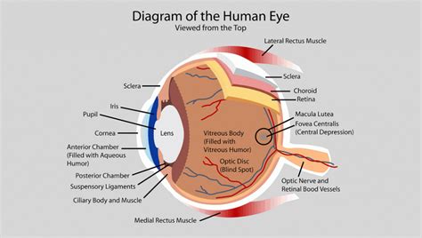 Human Eye Diagram Simple At Edith Carter Blog