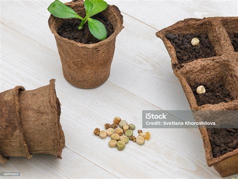 흰색 나무 배경에 냄비와 씨앗에 식물 냄비에 꽃을 성장 홈 취미 식물에 대한 스톡 사진 및 기타 이미지 식물 씨앗 0명