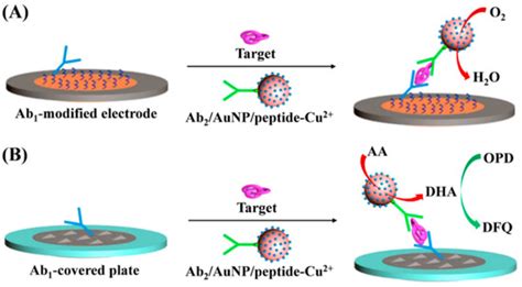 Progress In The Development Of Biosensors Based On Peptidecopper