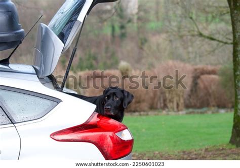 Side View Head Black Labrador Retriever Stock Photo 2250601023 Shutterstock