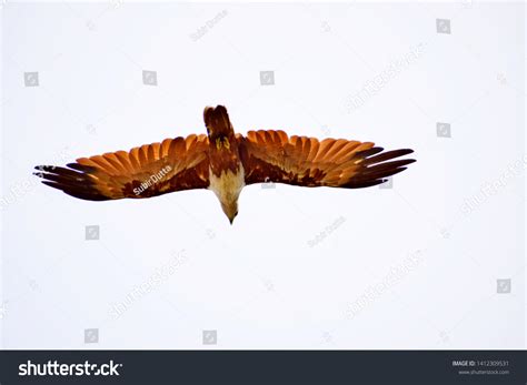 Garuda Eagle Bird