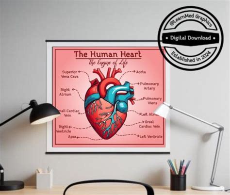 Human Heart Diagram Printable Poster Wall Office And Classroom Decor