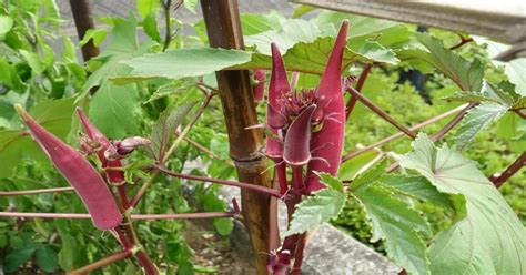 Okra How To Plant Grow Care For GIY Plants