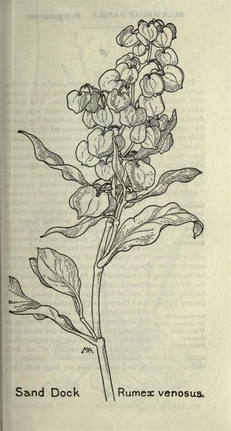 Rumex Venosus Western Wild Botanical Drawings Sketch Book