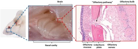 Olfaction Et Viruses