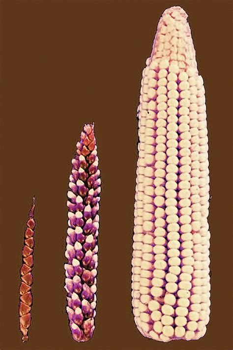 Domestication Des Plantes — Wikipédia