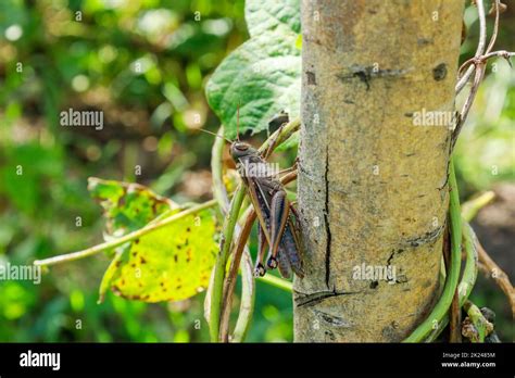 Brown Grasshopper Sitting On Tree Branch Macro Insect On A Green Background Nature Photography
