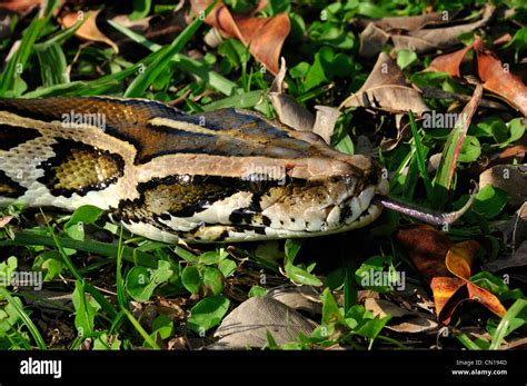 Burmese Python Python Molurus Bivittatus Florida Stock Photo Royalty Free Image Alamy