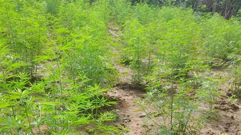 නියෝජ්‍ය කතානායකගේ වත්තේ ගංජා වවලා වීඩියෝ අරුණ