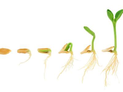 Seed Germination Process