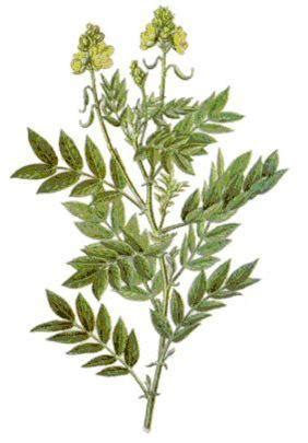 Кассия остролистная (сенна александрийская) - Cassia acutifolia Delile
