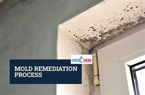 Mold Remediation Process And How It Works