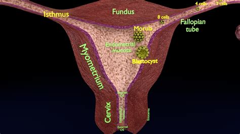 Artstation Fertilization Stages Of Ovum Resources