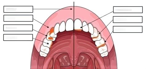 Tooth Surfaces Diagram Quizlet