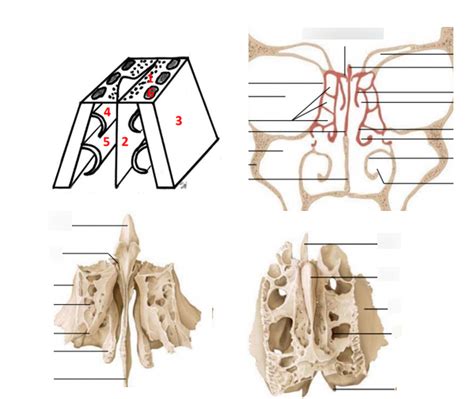 Os Ethmoidale Diagram Quizlet