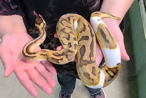 Python Regius Ball Python Enchi Pied Pastel Female Pytreg