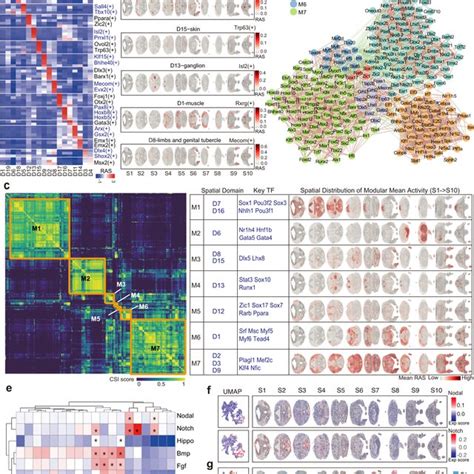 3d Spatial Transcriptional Atlas For Mouse Organogenesis At E13 5 A