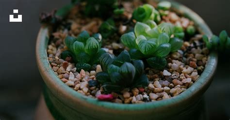 녹색 잎이있는 작은 화분 식물 사진 Unsplash의 무료 음식 이미지