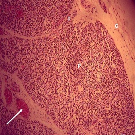 Photomicrograph Of Pubertal Pig Thyroid Showing Few Weakly Stained