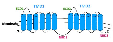 A Pictorial Model Of Abca Transporter Prototype Created With Download Scientific Diagram