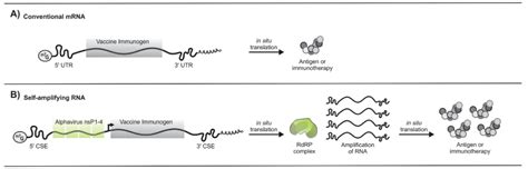 Is Self Amplifying Or Endless Rna The Future Of Mrna Vaccines