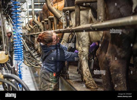Milking Maid Hi Res Stock Photography And Images Alamy