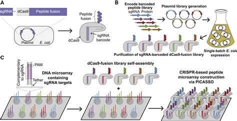 Crispr Based Peptide Library Display And Programmable Microarray Self Assembly For Rapid