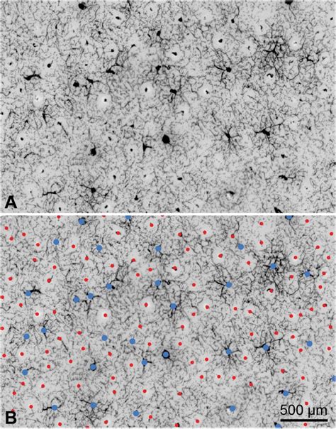 Distribution Of Arterioles And Venules In Macaque Striate Cortex A A Download Scientific