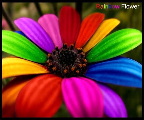 Rainbow Flower Rainbow Flowers Rainbow Flower Beautiful Rainbow