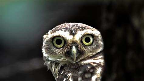 Owl Screensavers Wallpaper 70 Images
