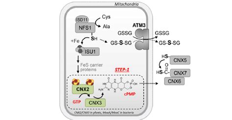 Moco Biosynthesis Green And Fes Cluster Assembly Grey In