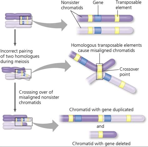 Duplication And Divergence Of Gene Sized Regions Of Dna‼️ Errors During Meiosis Can Also Lead To