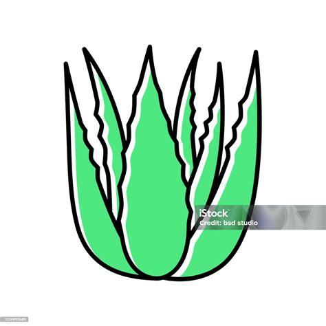 즙이 많은 새싹 녹색 색상 아이콘 성장 알로에 베라 선인장 잎과 약초 장식 식물 식물학 식물 비건 화장품 성분 격리 벡터 일러스트레이션 가시에 대한 스톡 벡터 아트 및 기타