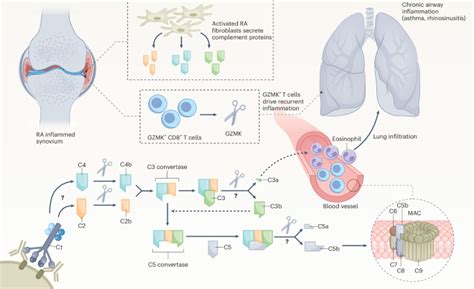 ‘complement Ing Tissue Inflammation Via Granzyme K Nature Immunology John Lambris